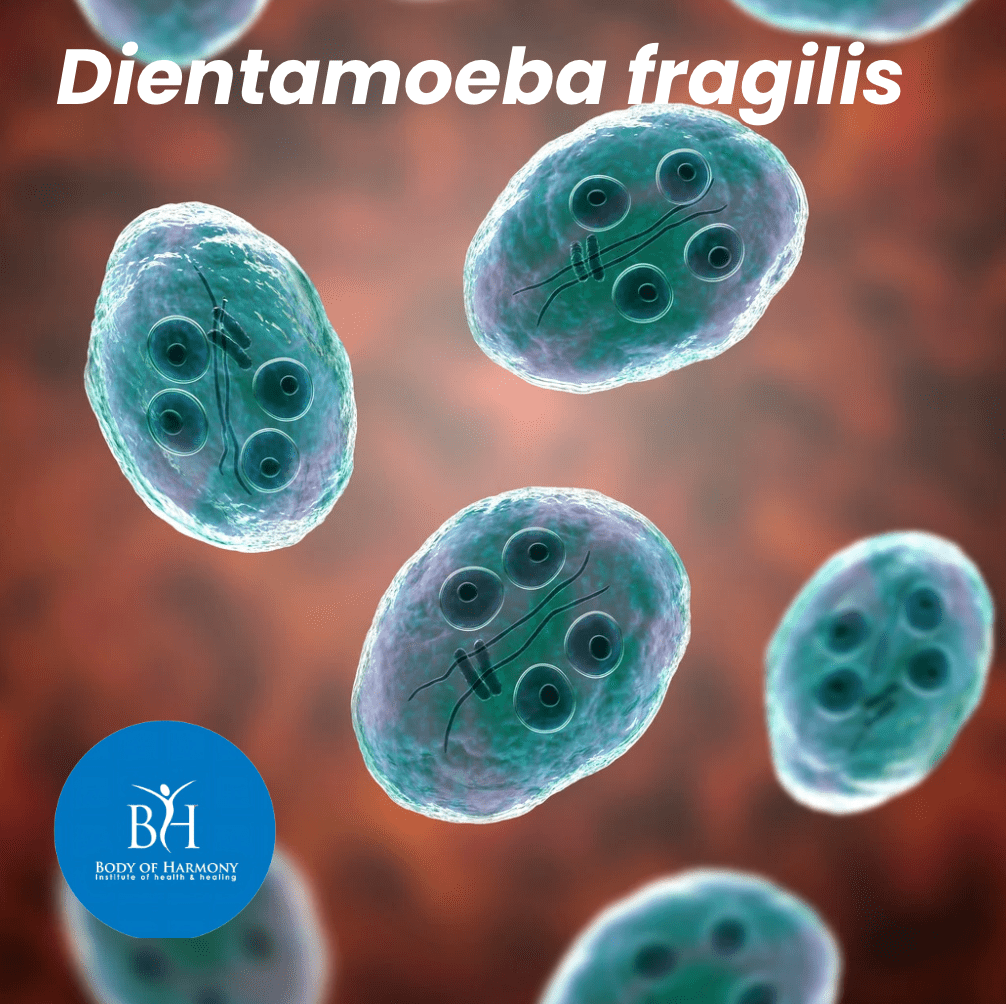 Dientamoeba fragilis: Symptoms, Treatment, and When Intervention is ...
