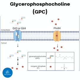 Scientific Evidence of Glycerophosphocholine (GPC)